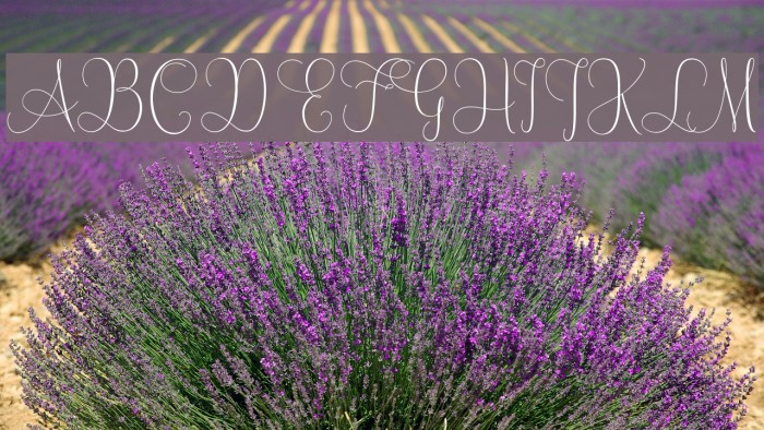 MallowScript Font - FFonts.net