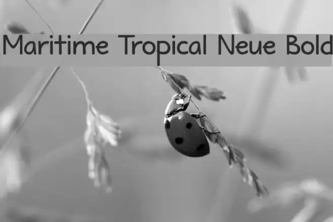 Maritime Tropical Neue Bold Font | Free Download (TTF/OTF) | FFonts.ne