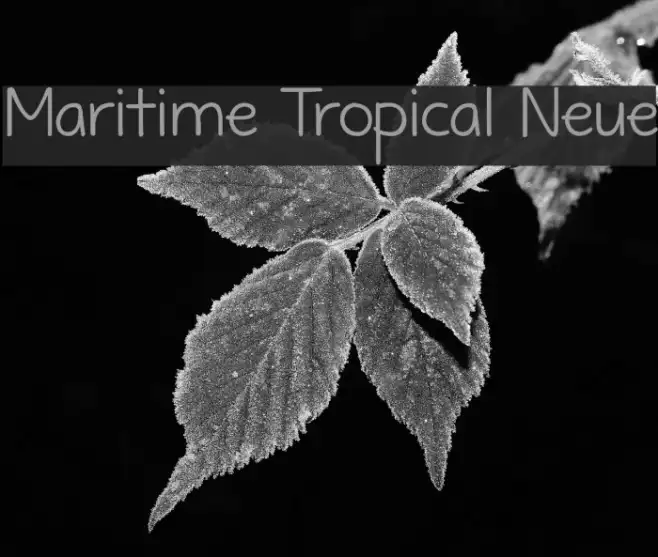 Maritime Tropical Neue Font | Free Download (TTF/OTF) | FFon