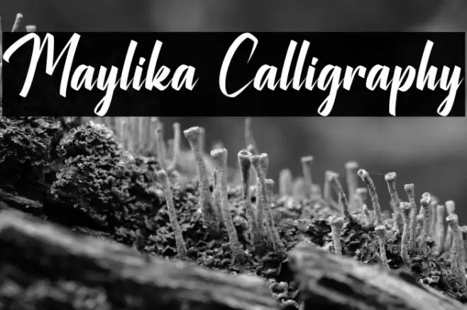 Maylika Calligraphy Font | Free Download (TTF/OTF) | FFonts.