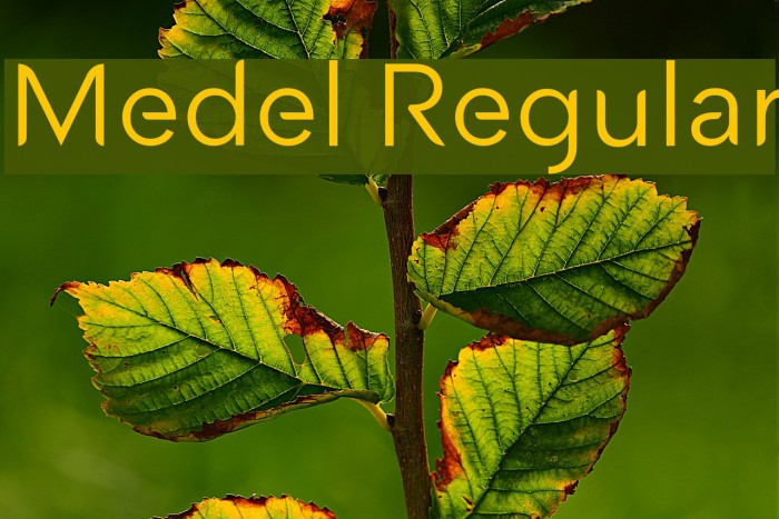 Medel Regular Font - FFonts.net