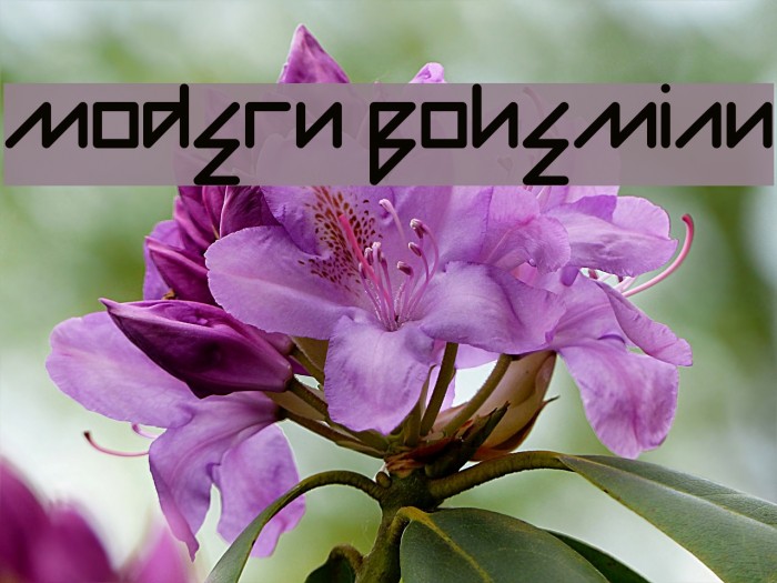 Modern Bohemian Font - FFonts.net