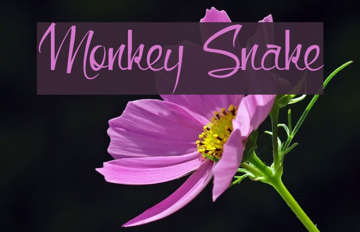 Monkey Snake Font - FFonts.net