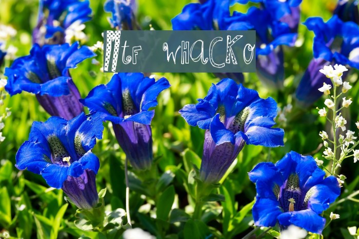 MTF Whacko Font - FFonts.net