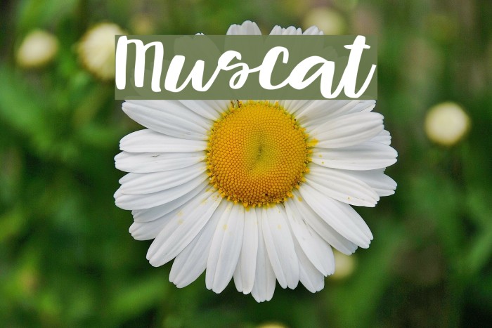 Muscat Font - FFonts.net