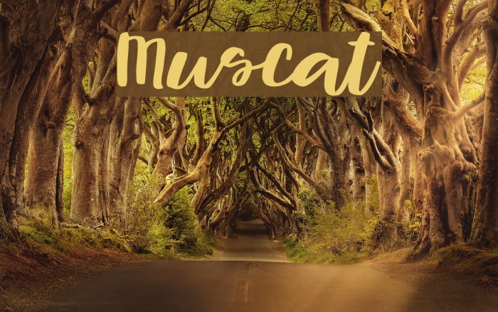 Muscat Font - FFonts.net