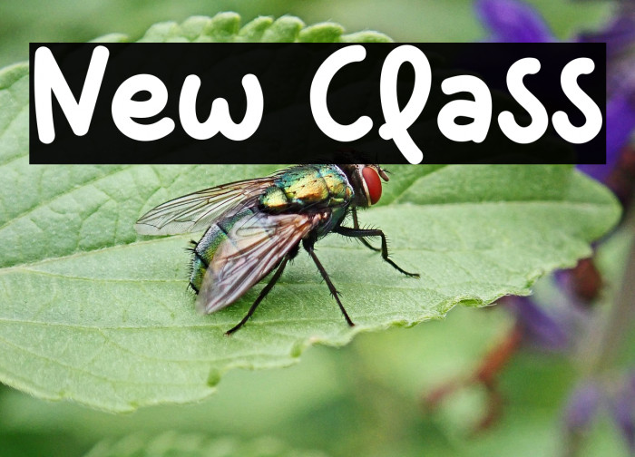 New Class 字体-FFonts.net