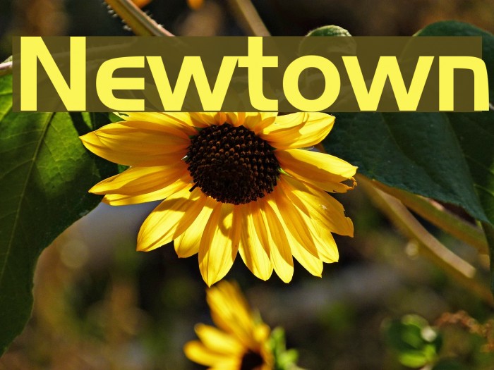 Newtown Font - FFonts.net