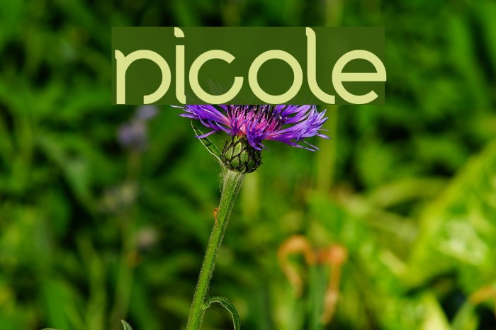 nicole Font - FFonts.net