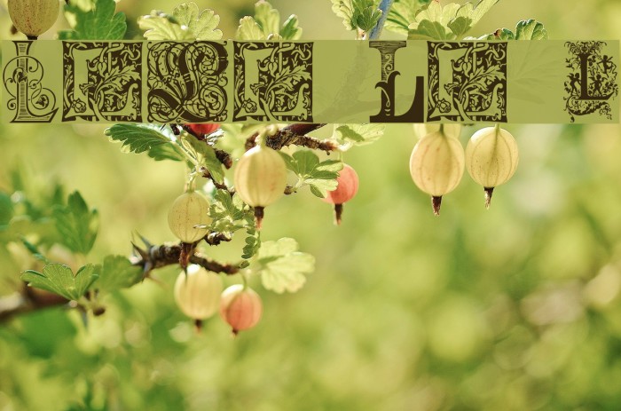 Ornamental Initials L Font - FFonts.net