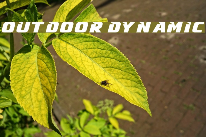 Outdoor Dynamic Font - FFonts.net