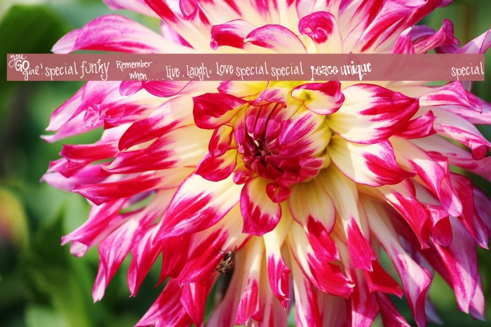 Pea Aimee's Doodles Font - FFonts.net