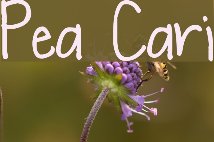 Pea Cari Font - FFonts.net