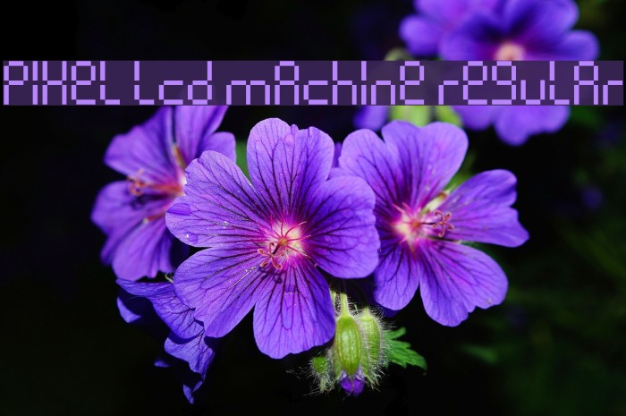 Pixel lcd machine Regular Font - FFonts.net