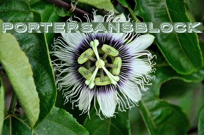 PorterSansBlock Font - FFonts.net