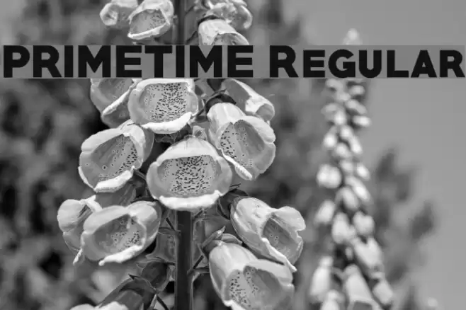 PRIMETIME Regular Font - Free Download (TTF/OTF) | FFonts.ne