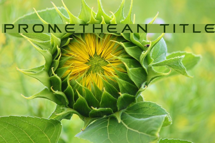 Promethean Title Font - FFonts.net