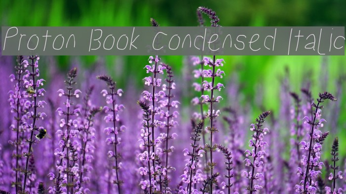 Proton Book Condensed Italic Font - FFonts.net