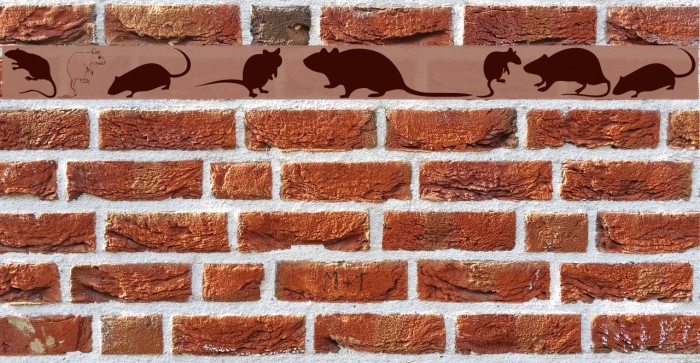 Rats Font - FFonts.net