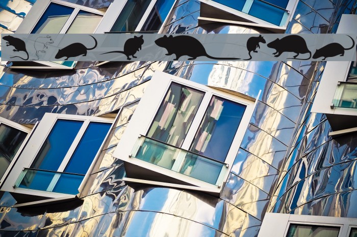 Rats Font - FFonts.net