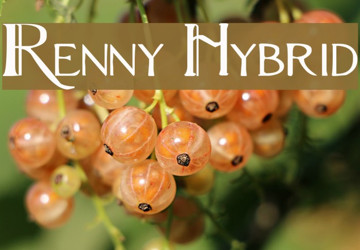 Renny Hybrid Font - FFonts.net