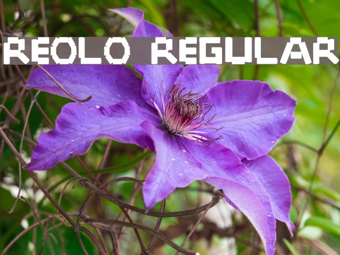 Reolo Regular Font - FFonts.net