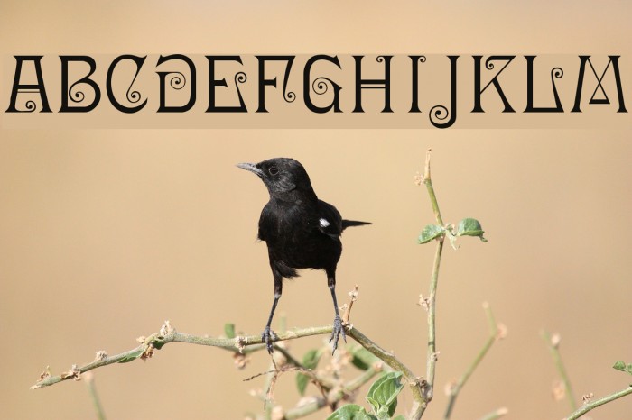 Ringlet-Regular Font - FFonts.net