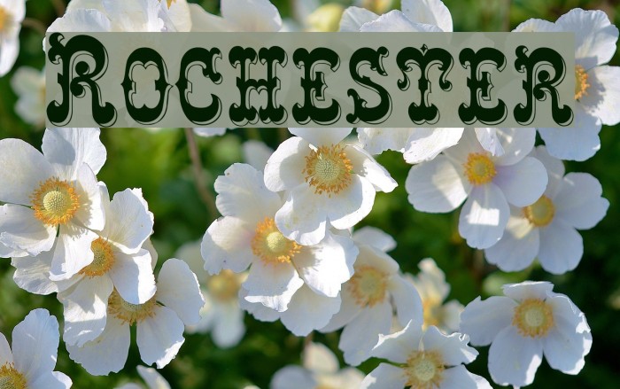 Rochester Font - FFonts.net