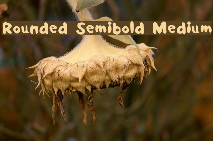 Rounded Semibold Medium Font - FFonts.net