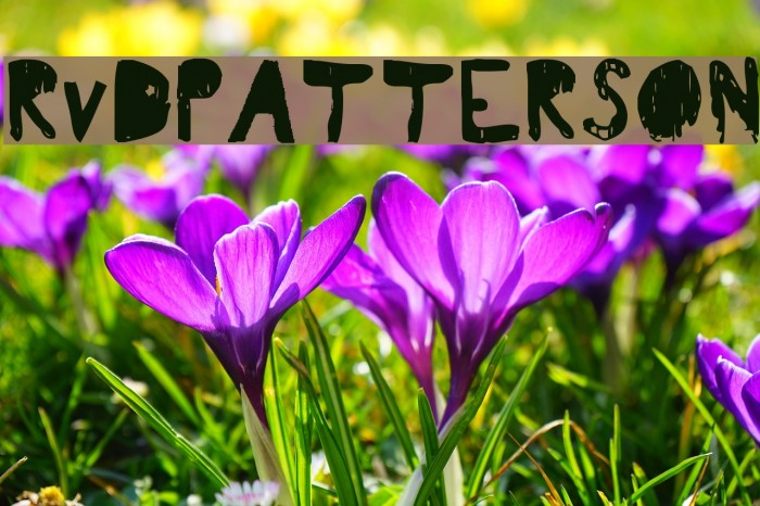 RvD_PATTERSON Font - FFonts.net