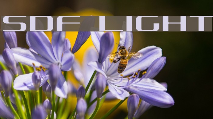 SDF Light Font - FFonts.net