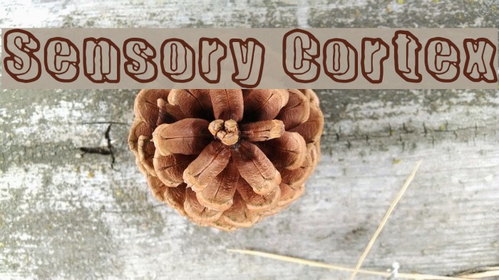 Sensory Cortex Font - FFonts.net