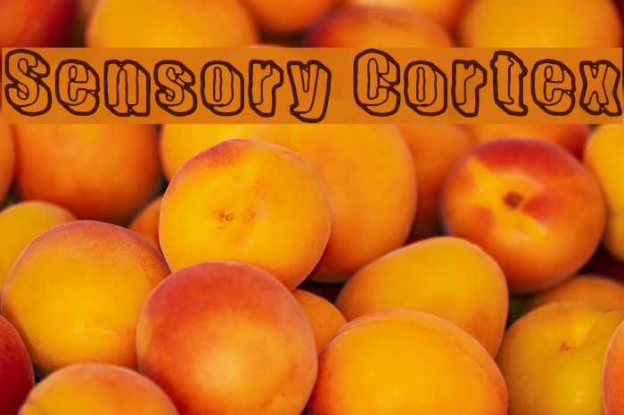 Sensory Cortex Font - FFonts.net