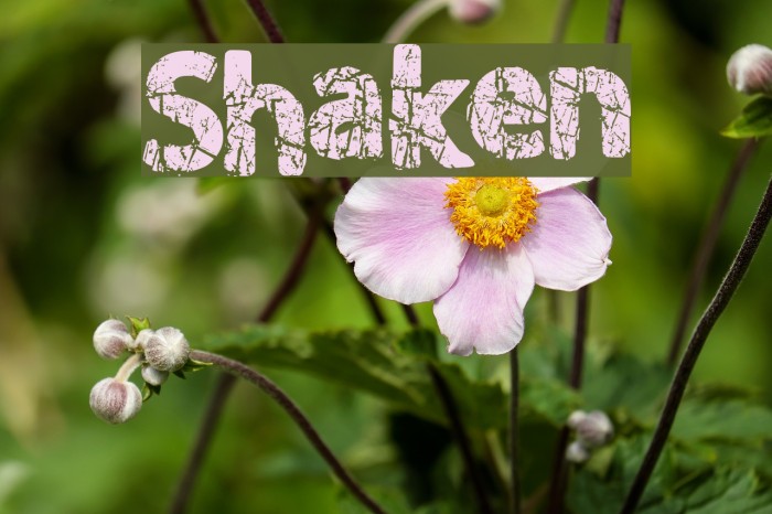Shaken Font - FFonts.net