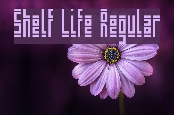 Shelf Life Regular Font - FFonts.net