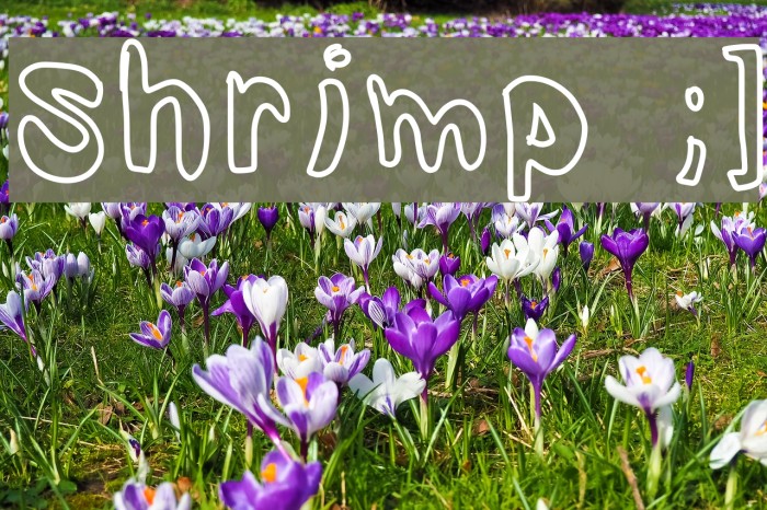 Shrimp ;] Font - FFonts.net