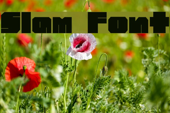 Slam Font - FFonts.net