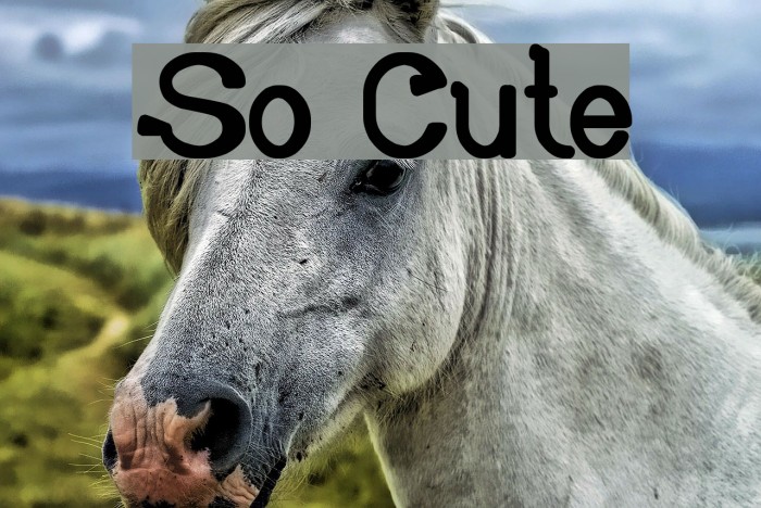 So Cute Font - FFonts.net