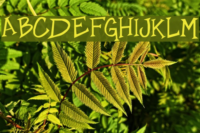 Speed Demon Font - FFonts.net