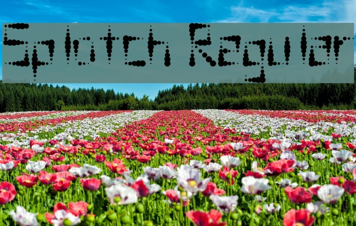 Splotch Regular Font - FFonts.net