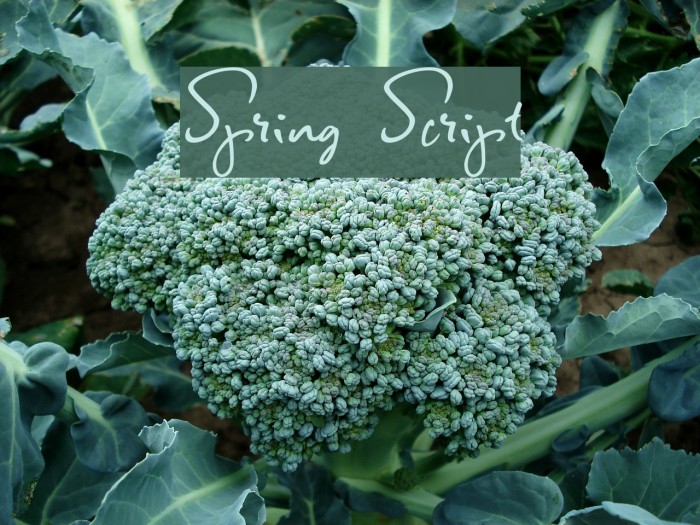 Spring Script Font - FFonts.net