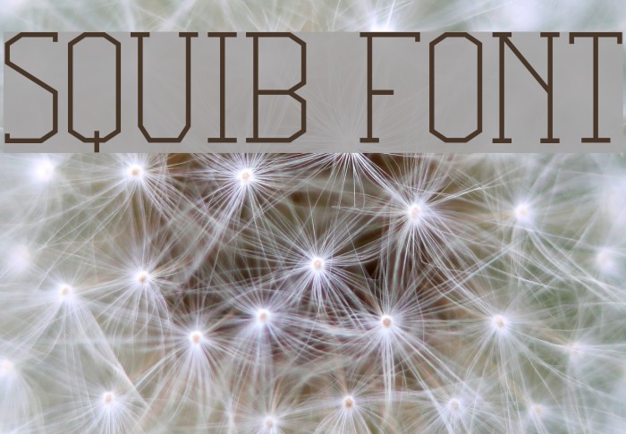Squib Font - FFonts.net