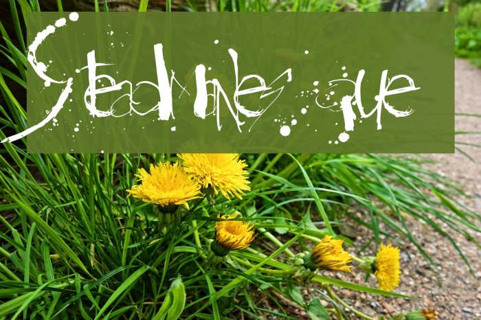 Steadmanesque Font - FFonts.net