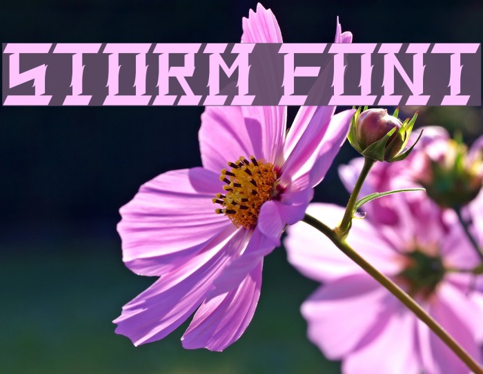 Storm Font - FFonts.net