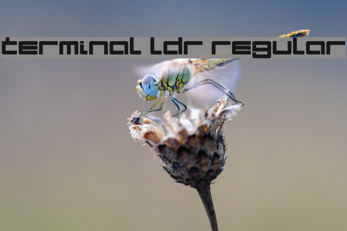 Terminal LDR Regular Font - FFonts.net