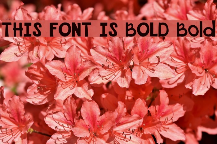 THIS FONT IS BOLD Bold Font - FFonts.net