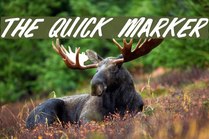 The Quick Marker Font - FFonts.net