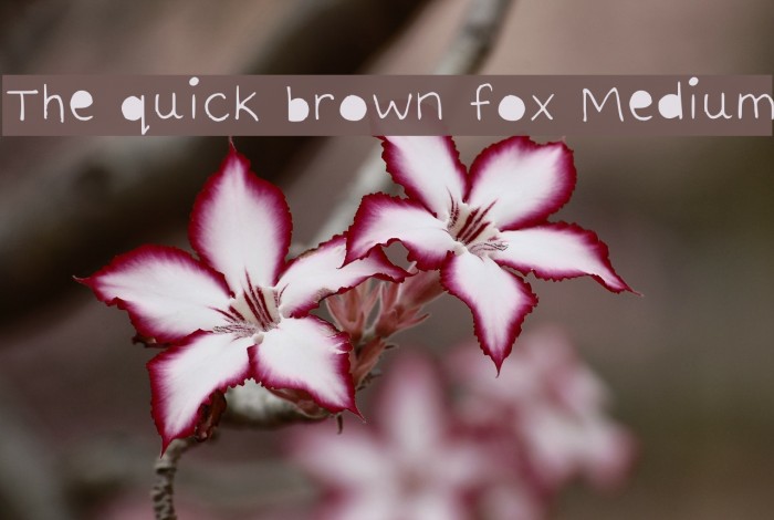The quick brown fox Medium Font - FFonts.net
