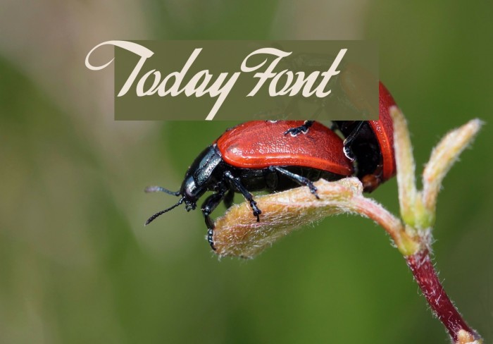 Today Font - FFonts.net
