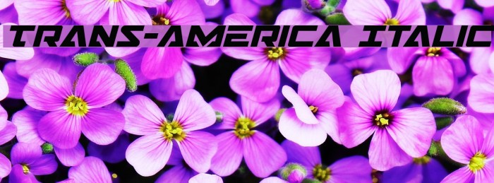Trans-America Italic Font - FFonts.net